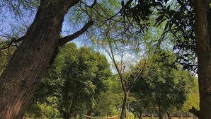 Um parque com uma rede e árvores.