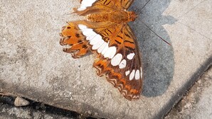 Uma borboleta sobre uma superfície de concreto.