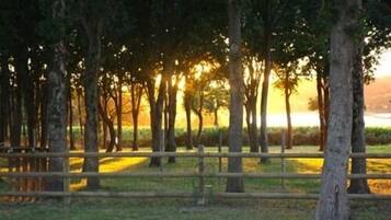 Uma área externa cercada, com árvores e um campo gramado.
