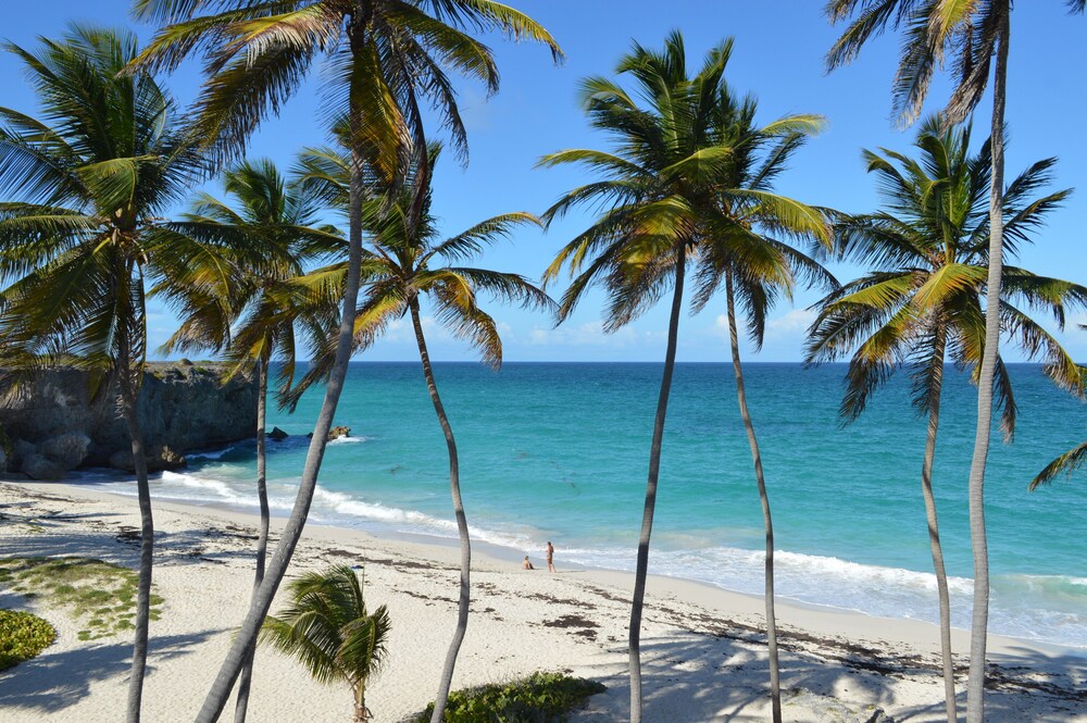 Tropical Gecko Studio - Barbados