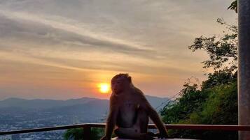 Vista para o campo desde o alojamento
