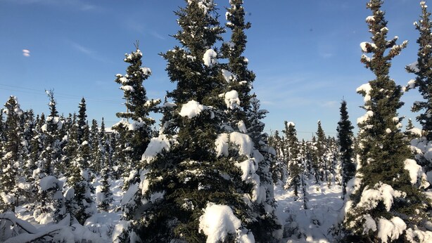 Uma floresta coberta de neve com árvores sempre-verdes altas.