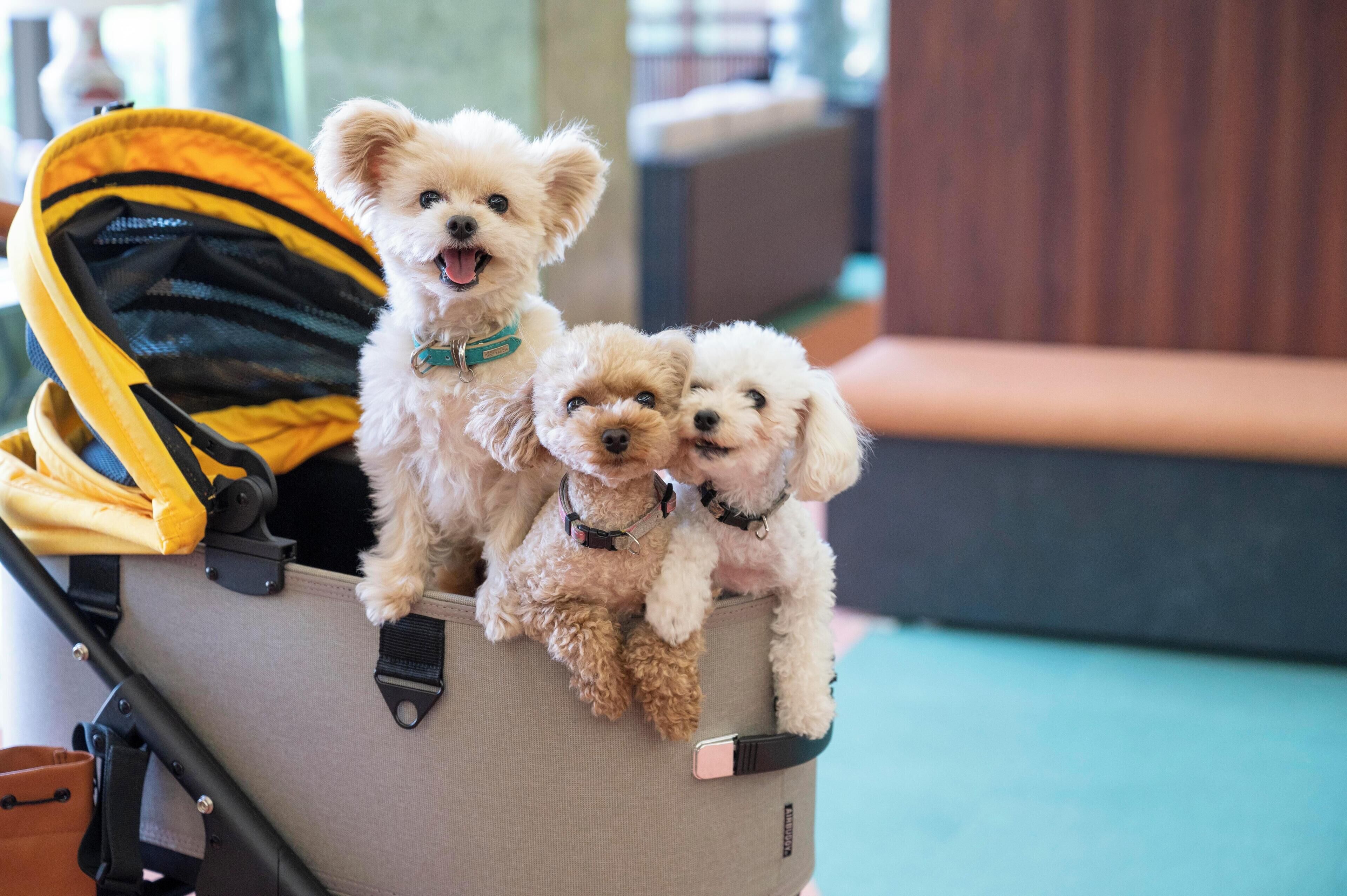 Três cães pequenos sentados numa mala com uma mochila amarela e preta em cima.