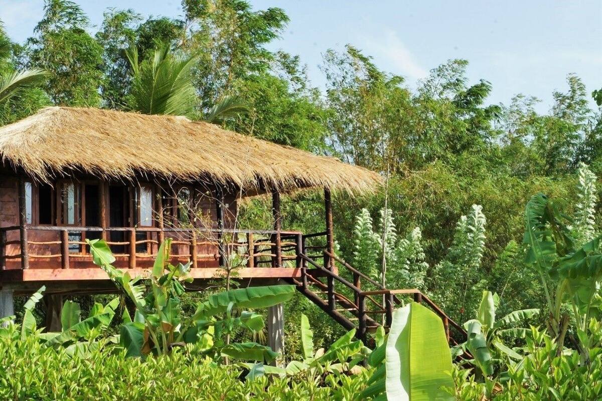 Uma casa rústica de madeira com telhado de palha, rodeada por vegetação exuberante e árvores altas.