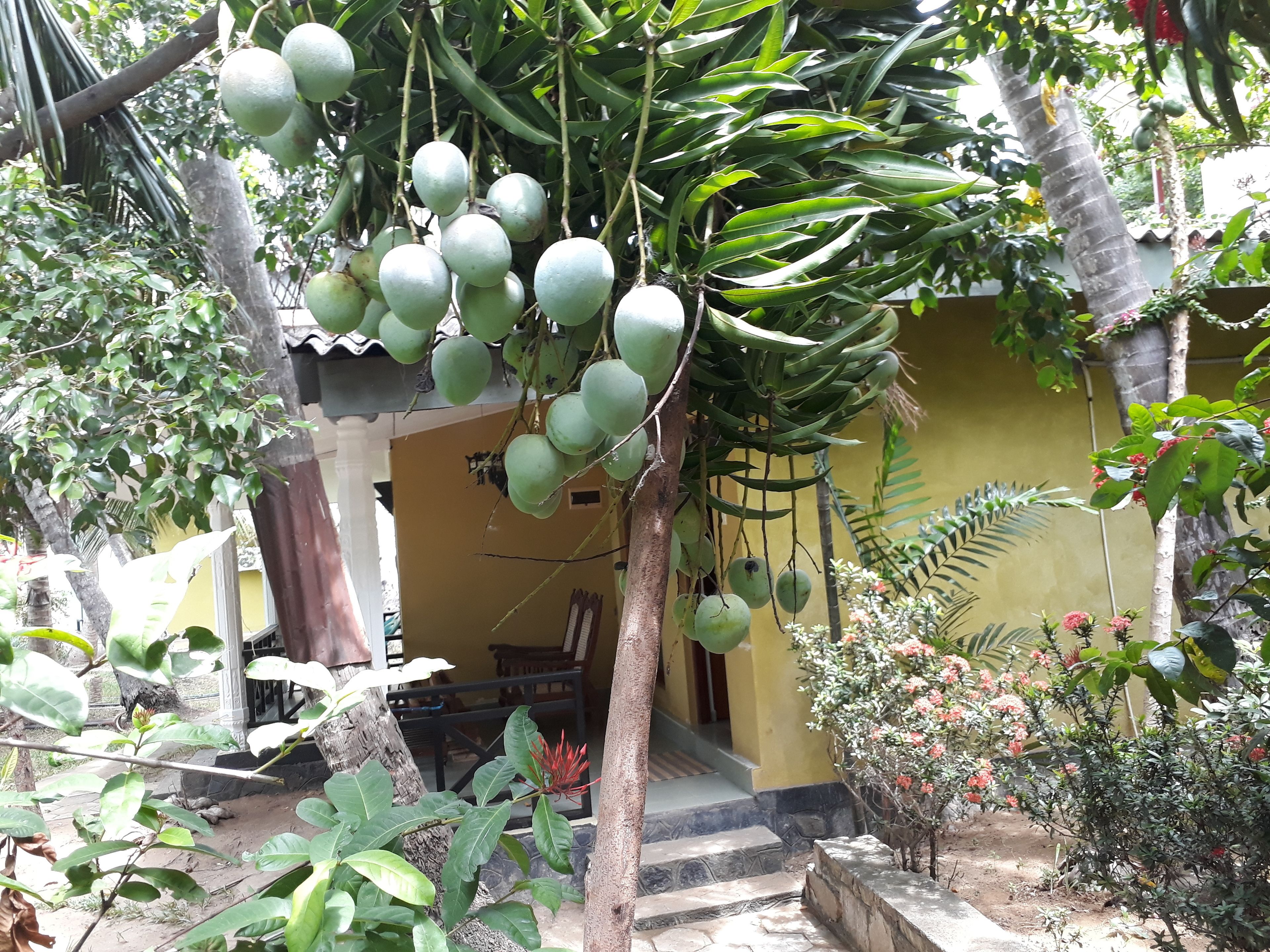 Um jardim com mangueira, caminho de pedra e um edifício amarelo com varanda.