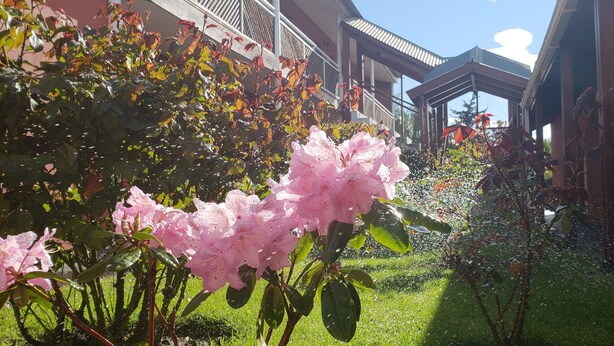 Um jardim com flores cor-de-rosa e um edifício com galeria coberta.
