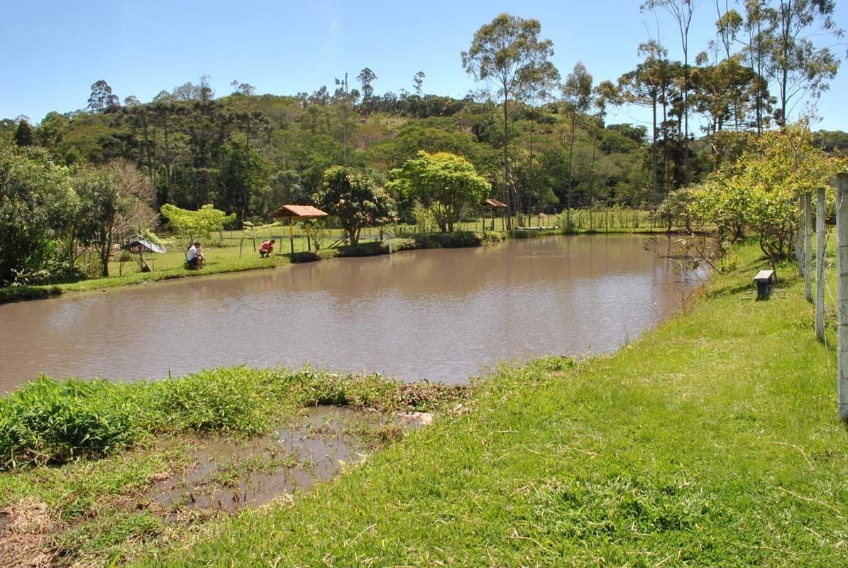 Um lago rodeado por vegetação exuberante e árvores.