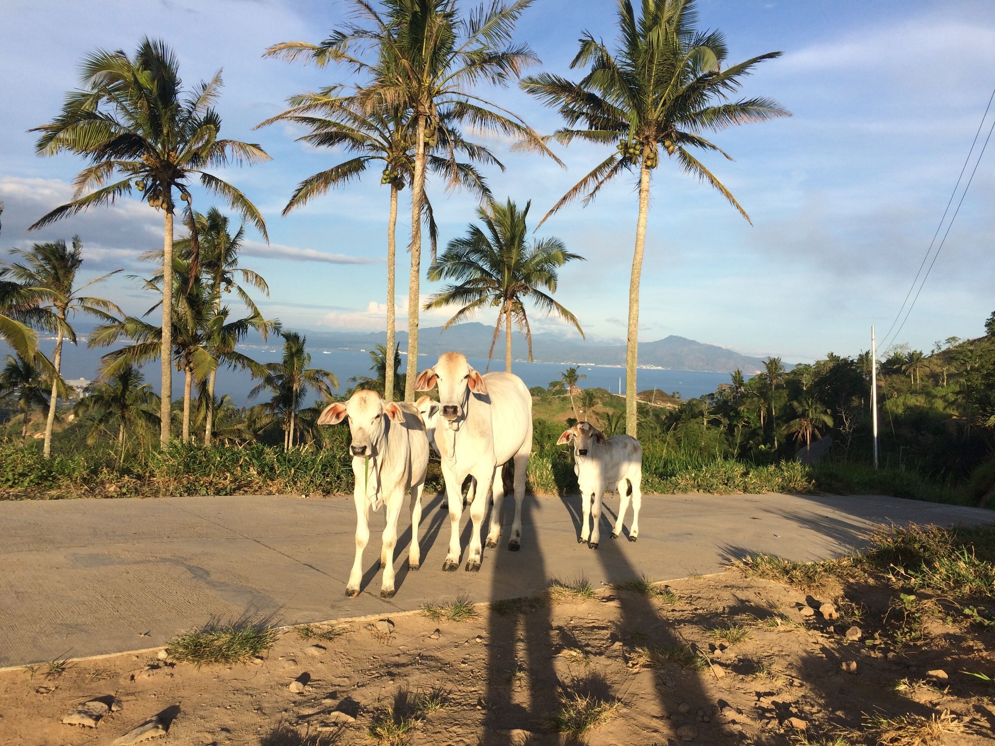 Três vacas caminhando em uma estrada, com palmeiras e vista para o mar ao fundo.