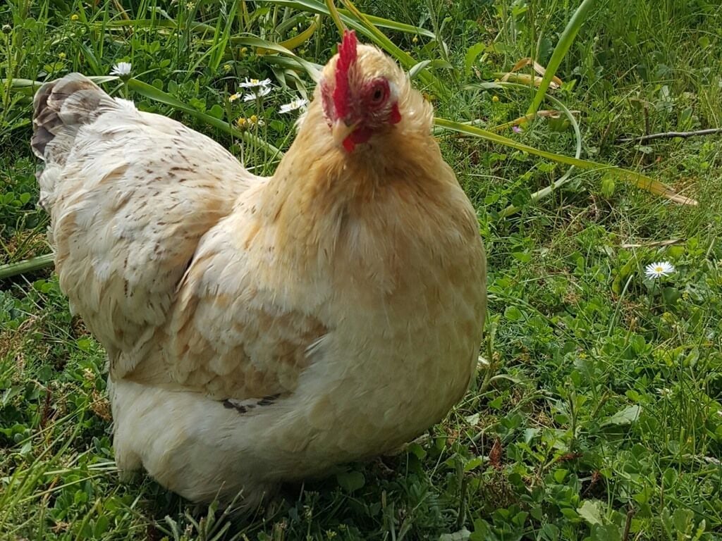 Um galo em uma área gramada.