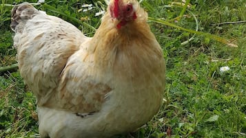 Um galo em uma área gramada.