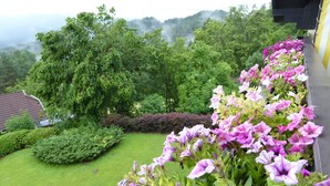 Um jardim com diversas flores e gramado bem cuidado.