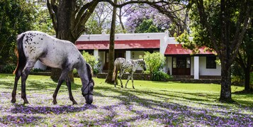 Garden Room DBL/TWN | Terraço/pátio
