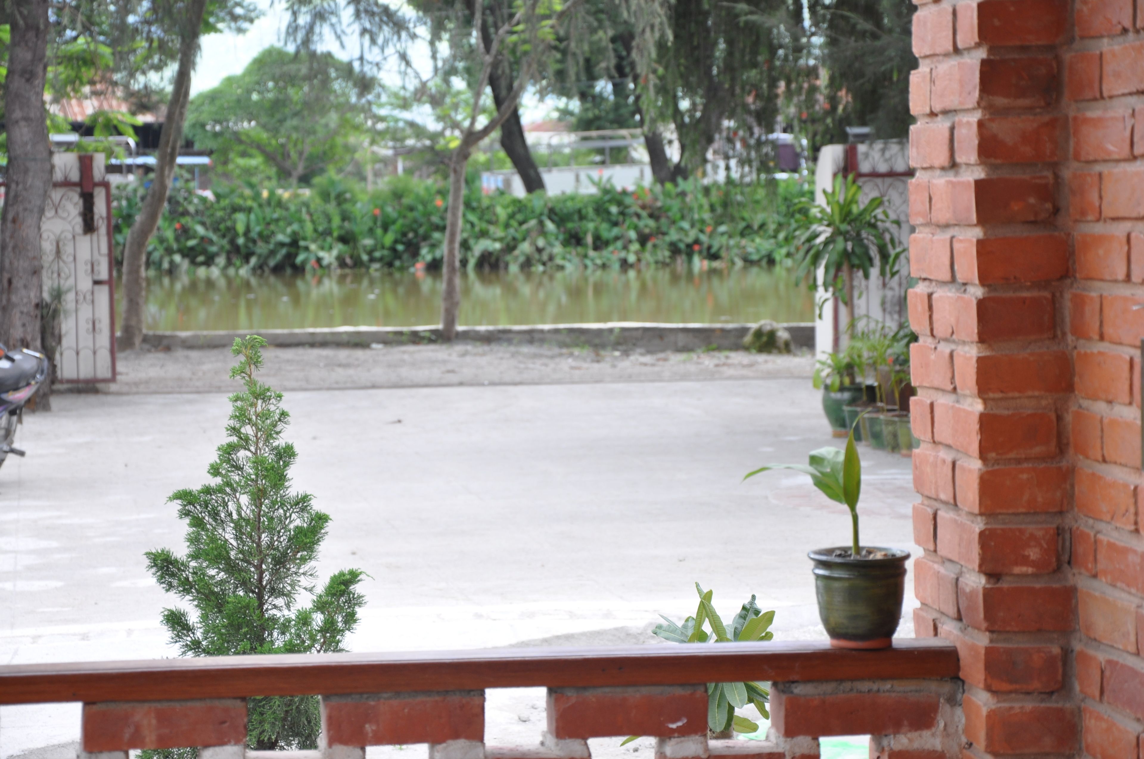 Vista de um pátio com uma árvore pequena, um vaso de planta e um muro de tijolos.