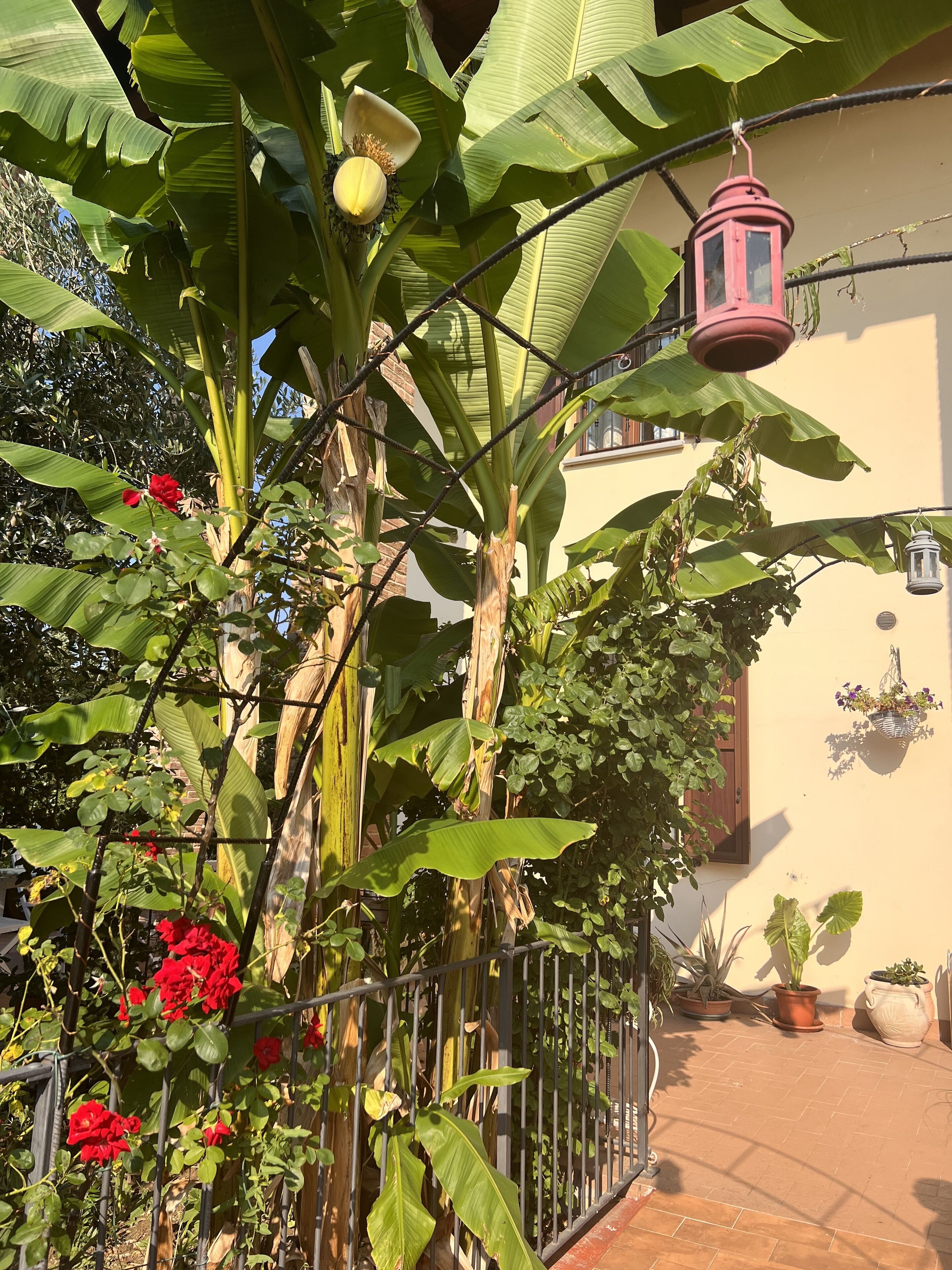 Um jardim com bananeiras e flores vermelhas, uma cerca de metal e um prédio com janela e um pendão de lanterne.