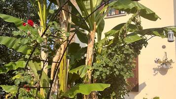 Um jardim com bananeiras e flores vermelhas, uma cerca de metal e um prédio com janela e um pendão de lanterne.