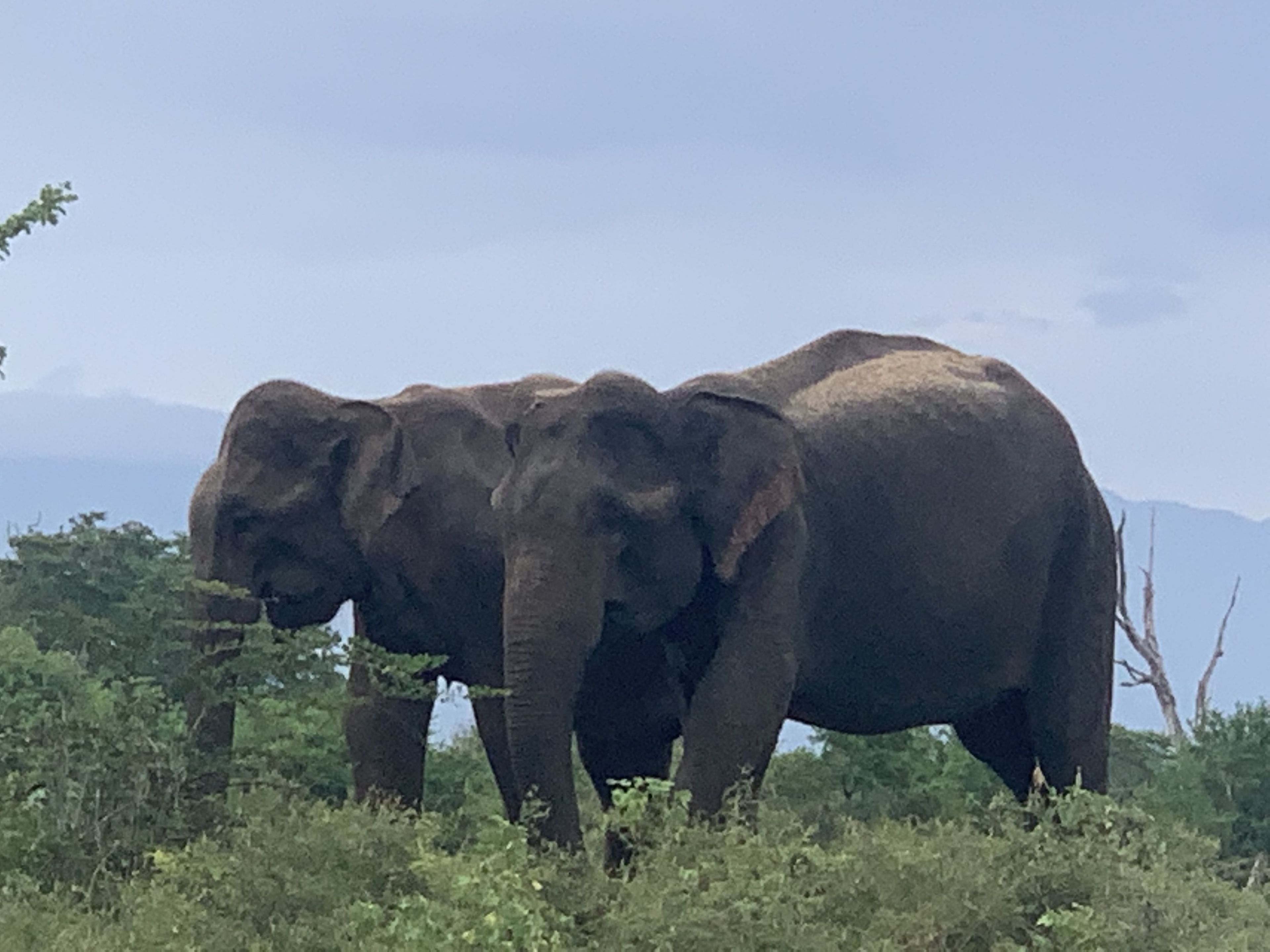 Um elefante grande em um campo gramado, montanhas ao fundo.