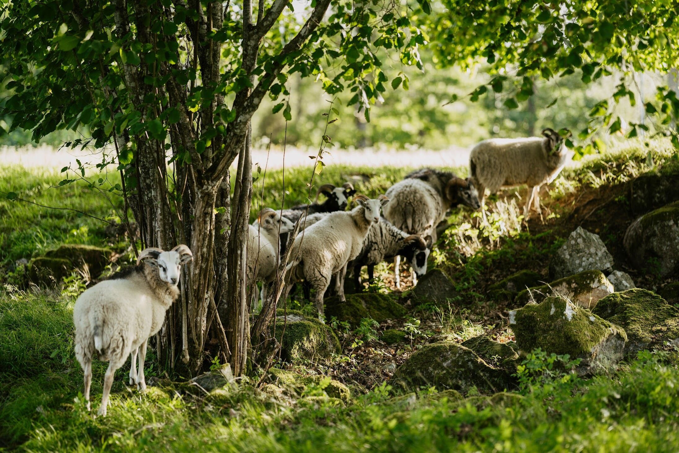 Um grupo de ovelhas pastando perto de uma árvore em uma área gramada com pedras.