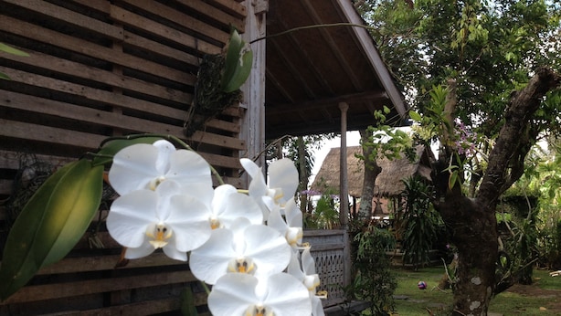 Uma estrutura de madeira com telhado de palha, cercada por vegetação exuberante e orquídeas brancas.