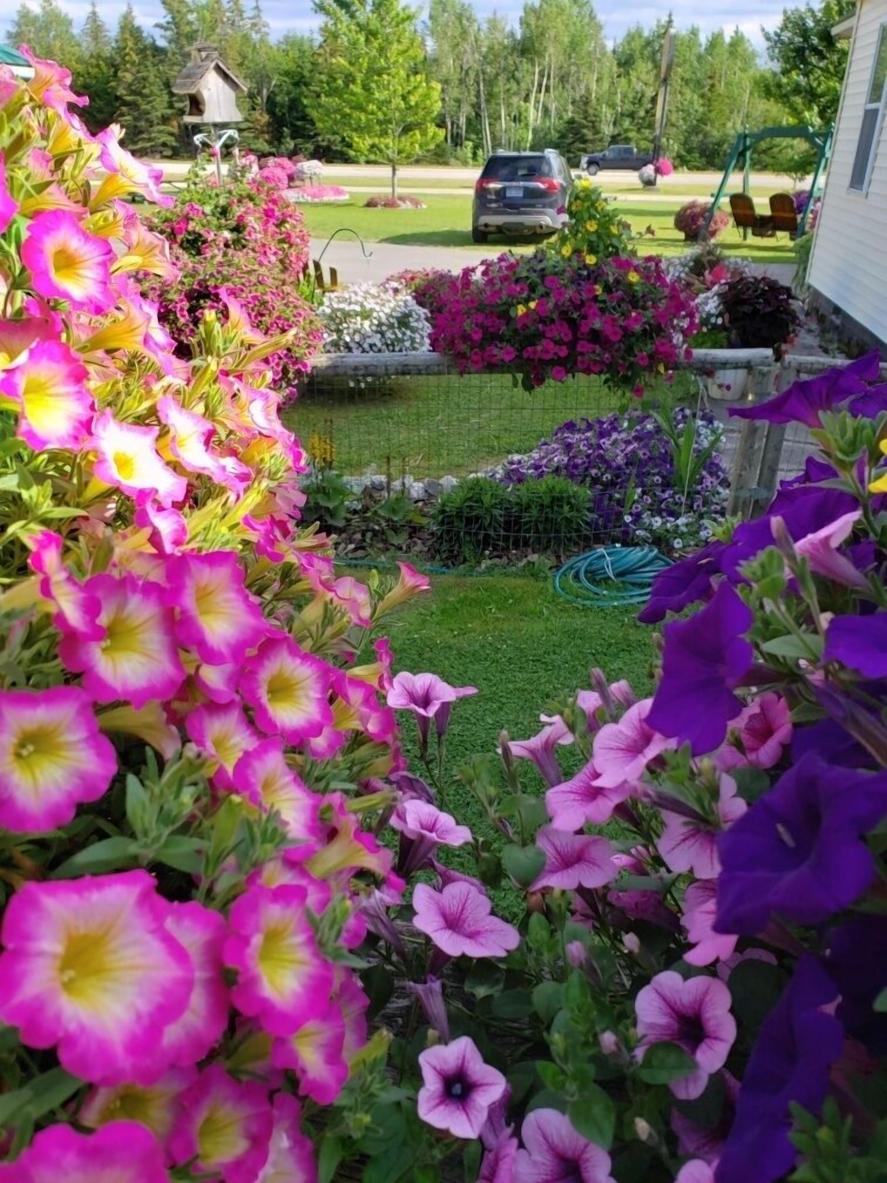 Um jardim com flores vibrantes e gramado.