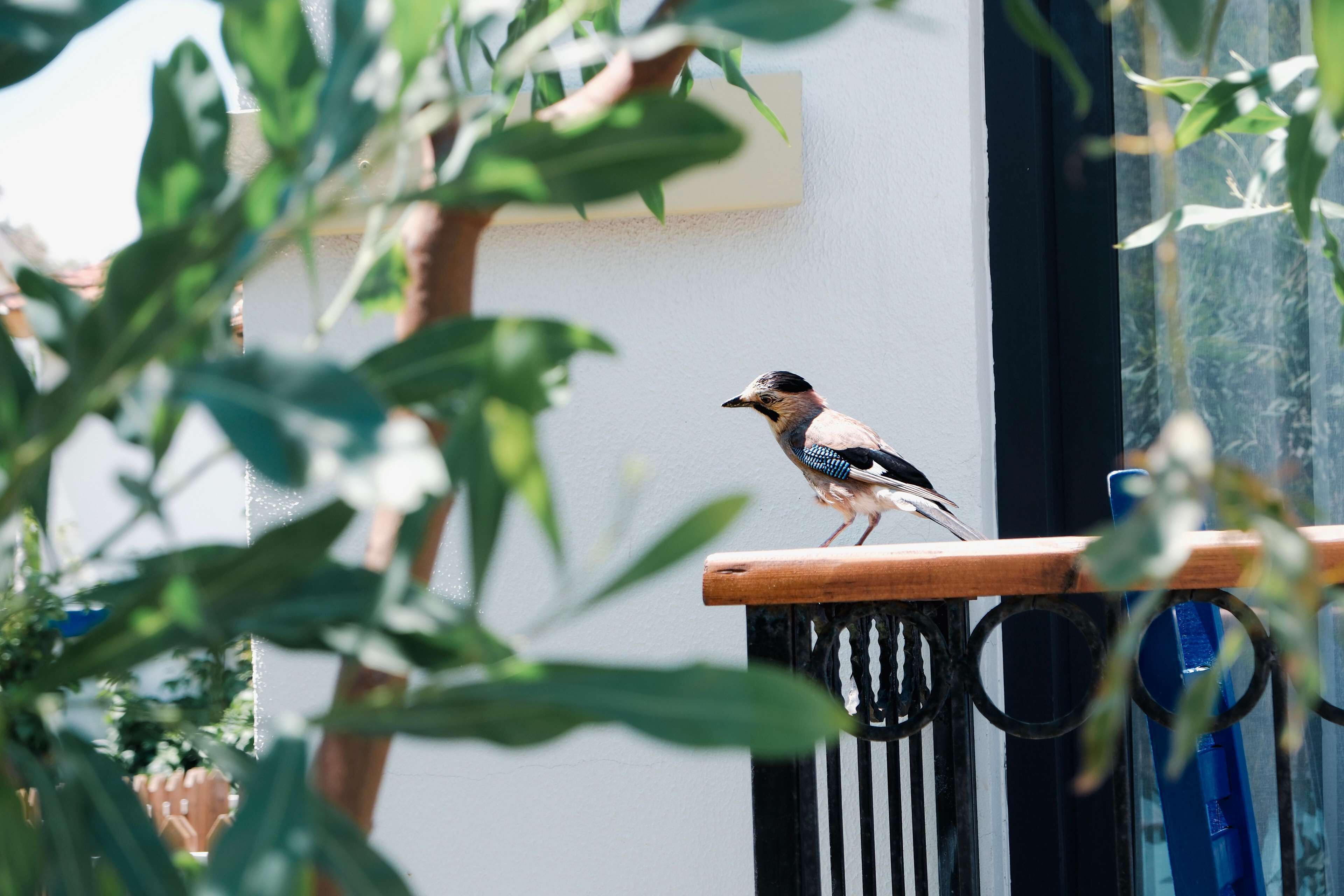 Um pássaro empoleirado em um corrimão de madeira.