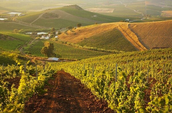 Agriturismo Tarantola - Sicile