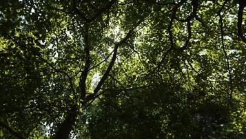 Uma copa densa de folhas verdes com luz solar filtrando.