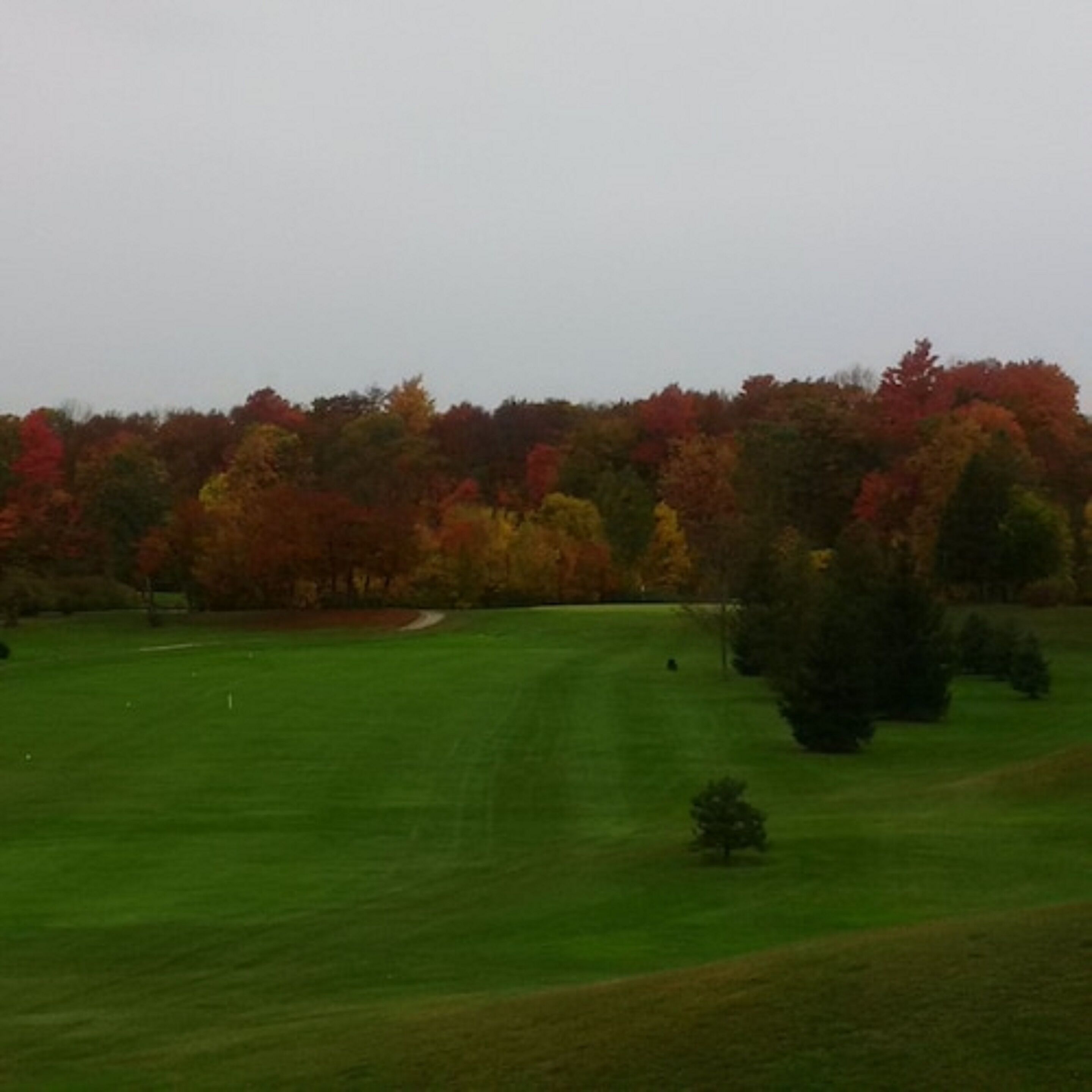 Um campo de golfe com um green bem cuidado, um caminho claro e uma floresta densa ao fundo.