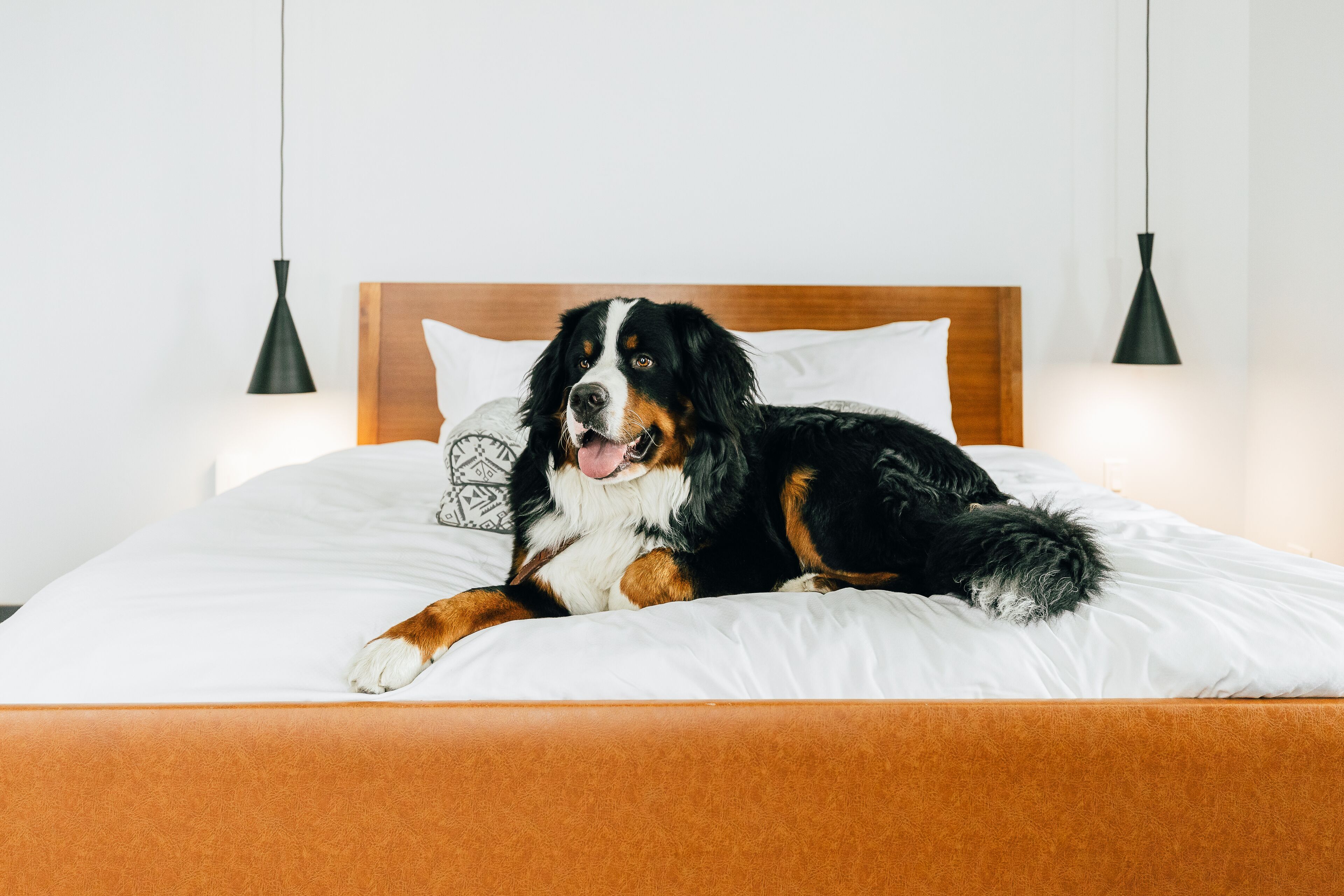 Uma cama com um cão deitado sobre ela.