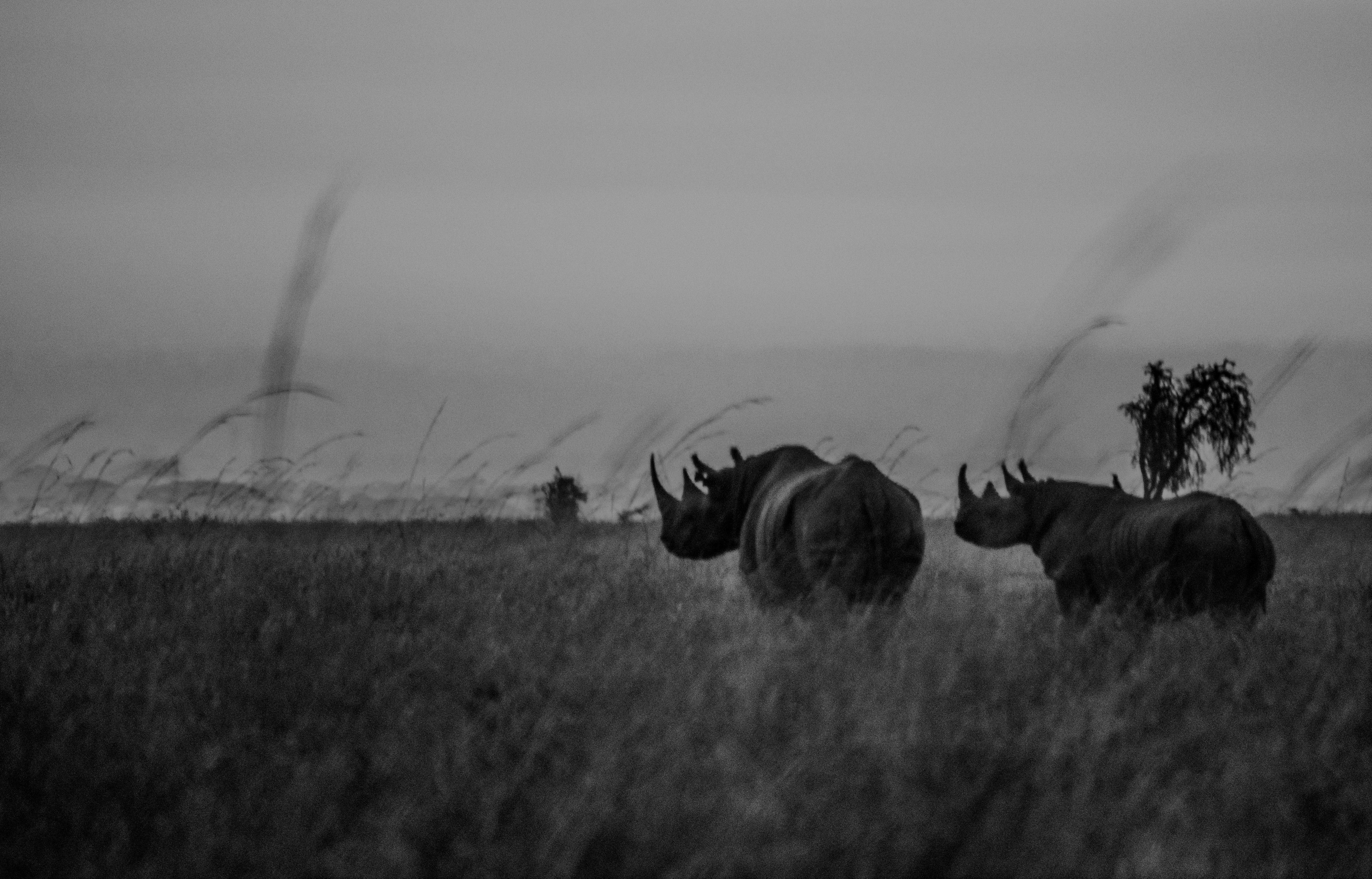 Uma fotografia em preto e branco de dois rinocerontes em um campo, com uma árvore e uma construção distante.