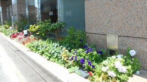Um canteiro com diversas plantas e flores em frente a um edifício com fachada de granito.