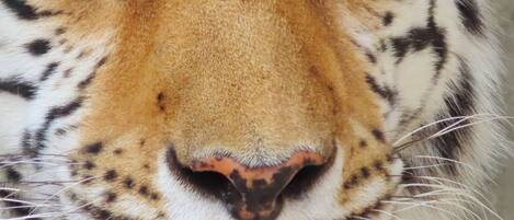Close-up do rosto de uma tigresa.