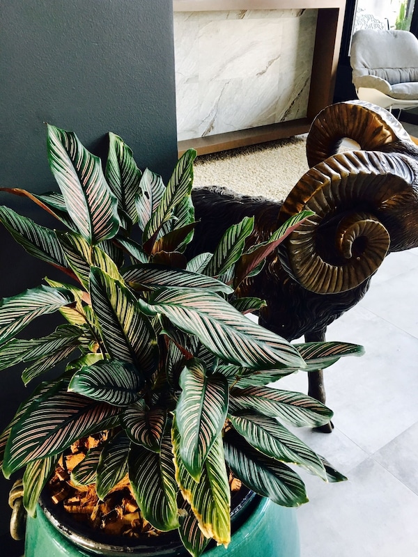 Hataara Hua Hin - Hua Hin