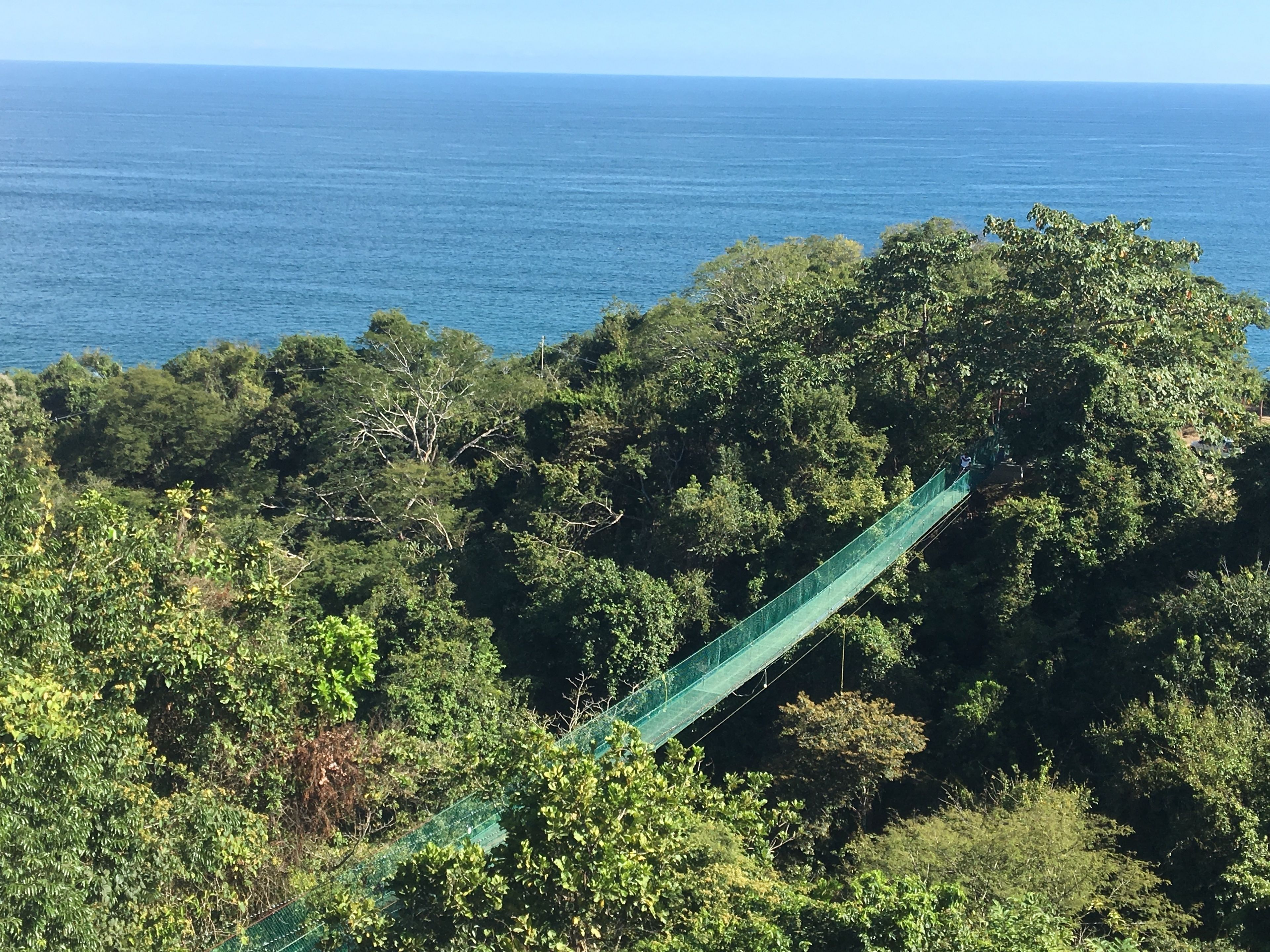 Uma área arborizada com uma ponte suspensa verde.