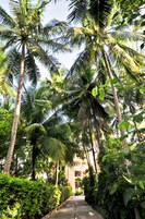 Uma passagem bordeada por palmeiras altas e vegetação exuberante, conduzindo a um edifício com várias varandas.