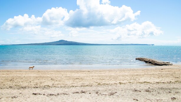 Uma praia com um cão, céu claro e mar calmo.