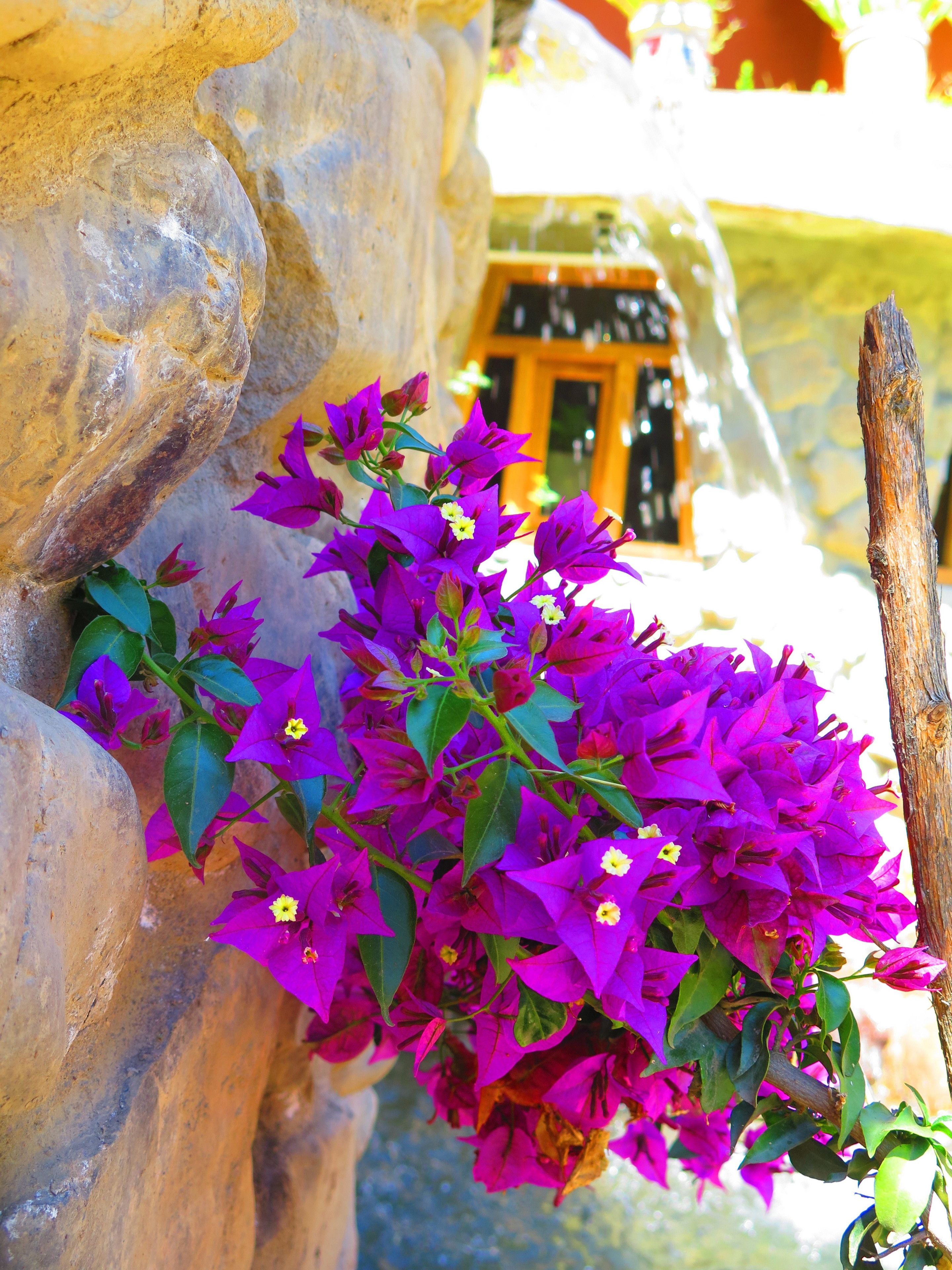 Uma planta de bougainvillea vibrante em frente a uma parede de pedra rústica.