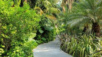 Um caminho de concreto ladeado por vegetação tropical densa, incluindo diversas palmeiras e plantas de folhas largas.
