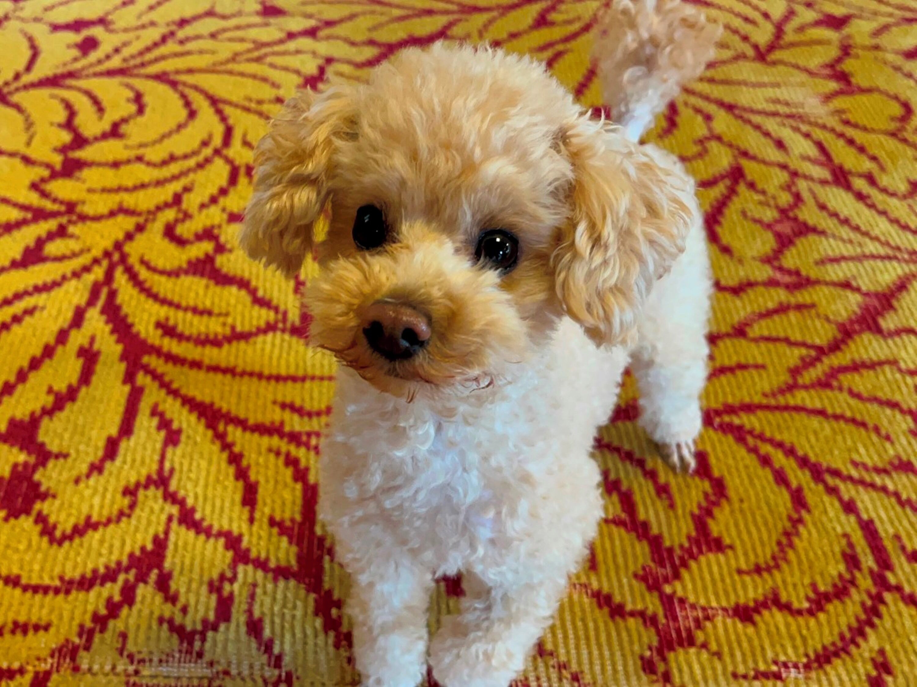 Um cãozinho pequeno e fofinho, de pelo encaracolado, sentado sobre um tapete amarelo e vermelho estampado.