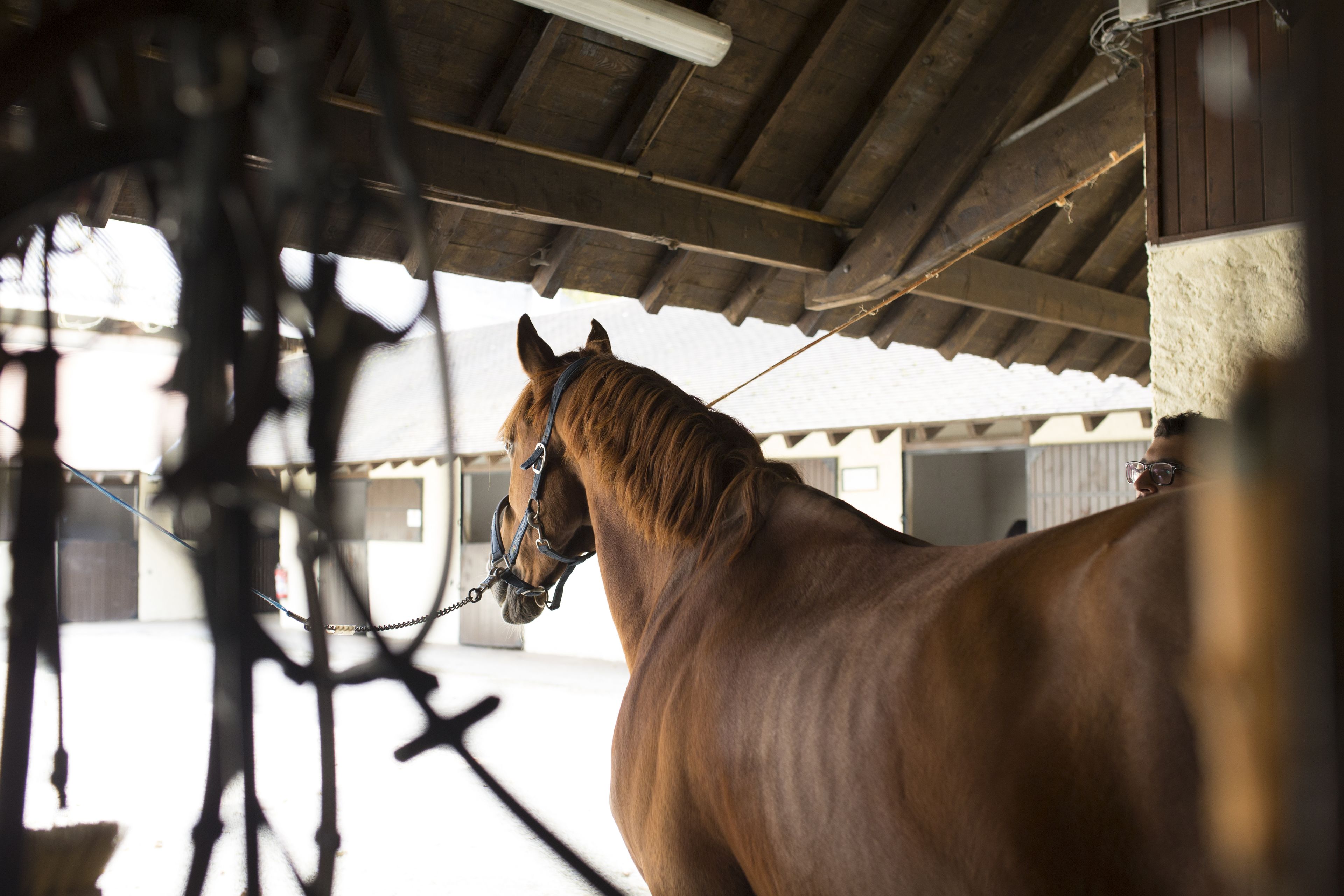 Um estábulo com um cavalo.