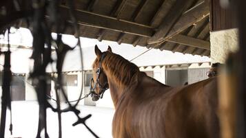 Um estábulo com um cavalo.