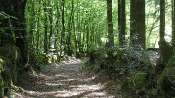 Uma trilha na floresta com rochas cobertas de musgo e vegetação densa.