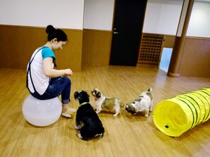 Comodidades para animais de estimação