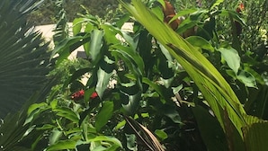 Jardim