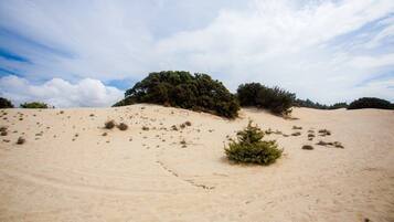 Paisagem desértica com dunas de areia e vegetação rala.
