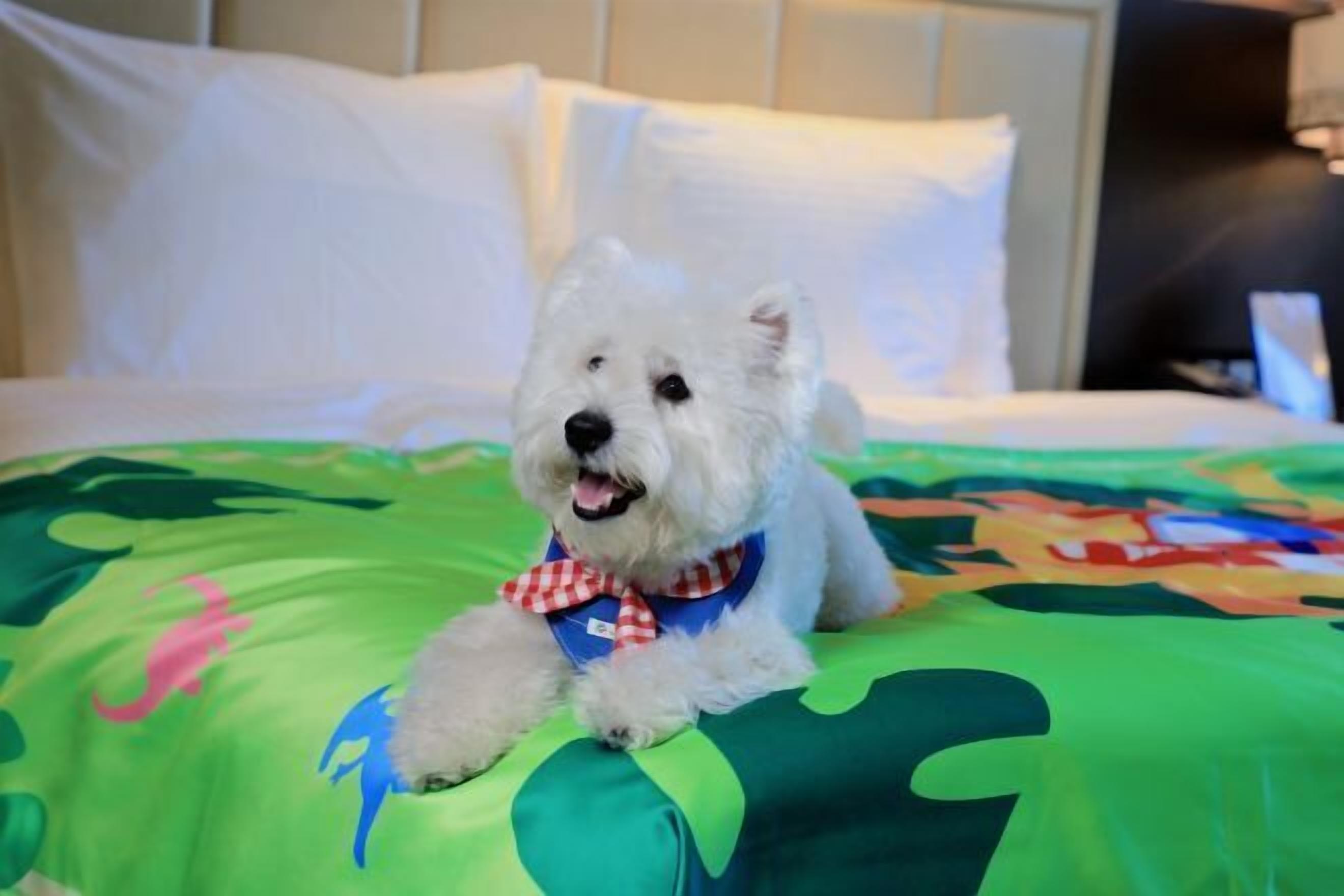 Frigobar, cofres nos quartos, escrivaninha, quartos à prova de som