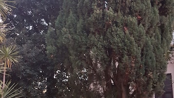 Jardim