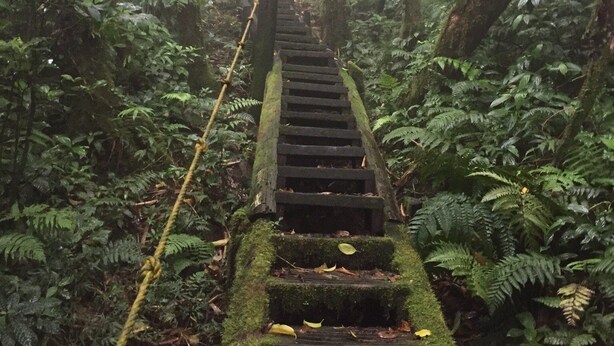 Escadaria de madeira coberta de musgo em uma floresta densa.