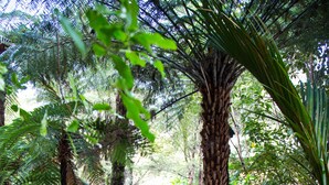 Uma passarela de madeira em área arborizada, com um corrimão de madeira em um dos lados.