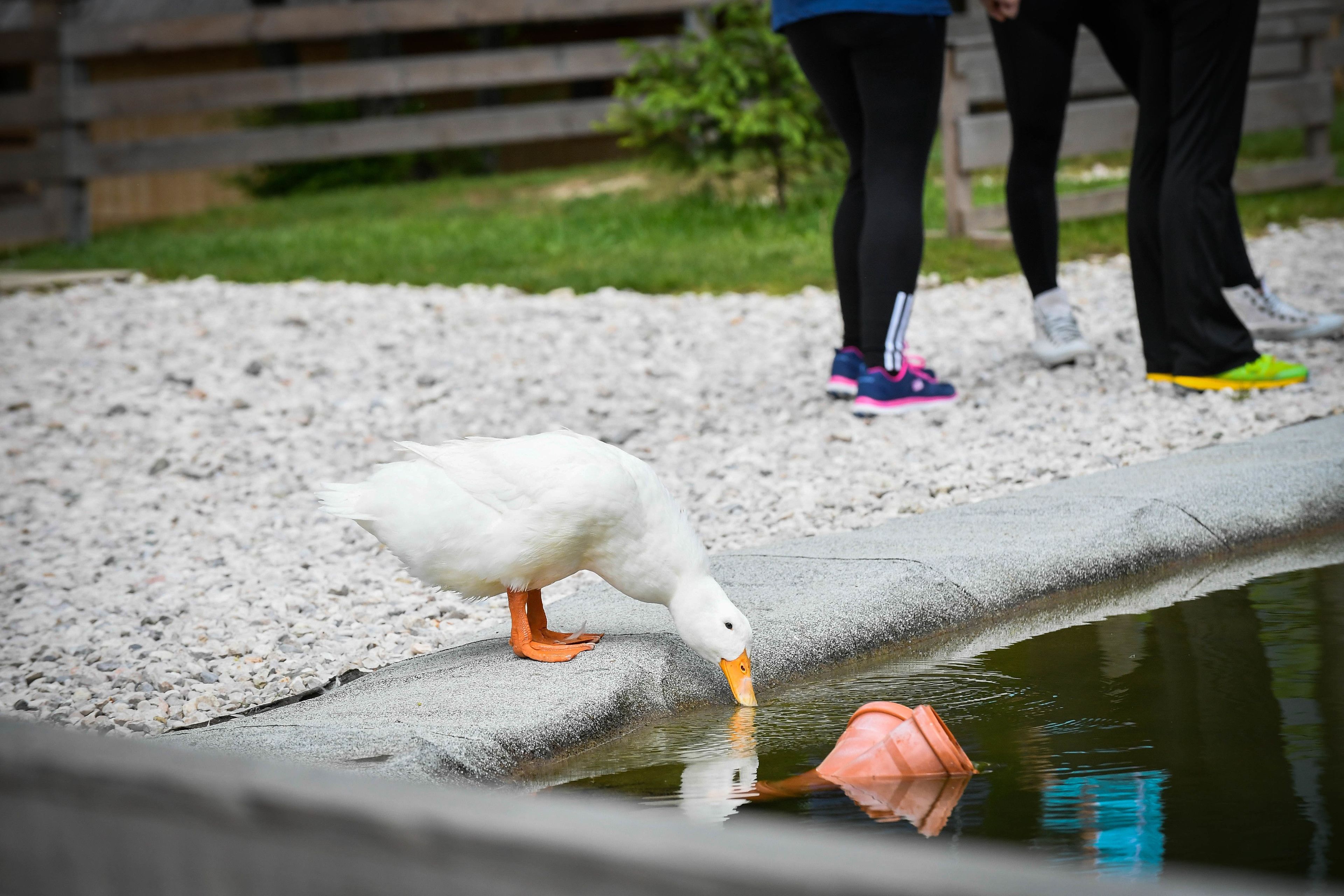 Um pato em cima de uma borda de concreto, perto de um corpo d'água.