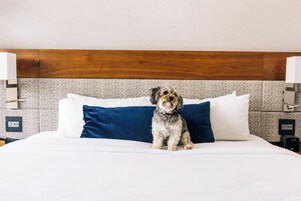 Um cão sentado em uma cama com almofadas brancas e azuis, uma cabeceira de madeira e uma tomada na parede.